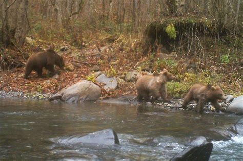 დღის ფოტო დათვი და ბელები ბაწარა ბაბანეურის დაცულ ტერიტორიებზე