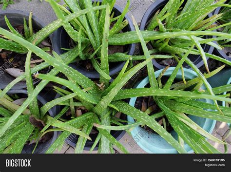Liliopsida
