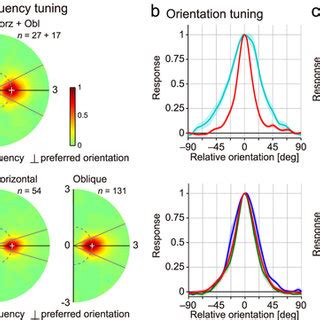 Tuning Curves Averaged Across A Population Of Neurons In Area 17 A Download Scientific