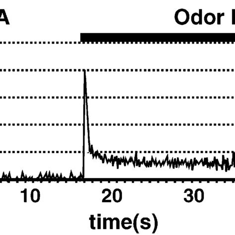 Spike Response Dynamics And Spike Adaptation Of Drosophila Orns