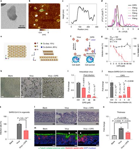 Characterization Of Cips And Its Anti Sars Cov 2 Capacity In Vitro A
