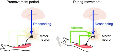 Proposed Spatiotemporal Dynamics Of Spinal Motor Neurons Integrating
