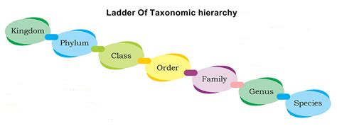 Taxonomic Hierarchy Off The School Taxonomic Hierarchy Off The School