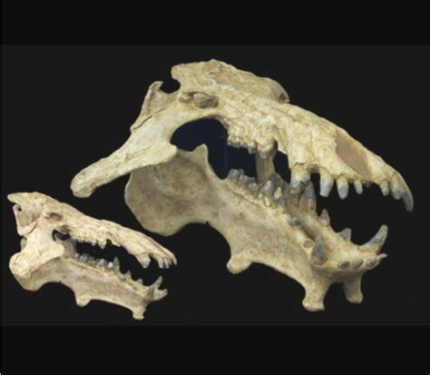 Paraentelodon