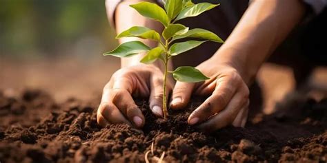 How Many Trees Do We Need To Offset Carbon Emissions Webp