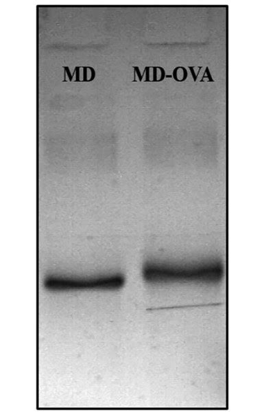 Maduramicin Antibodies And Antigens Creative Diagnostics