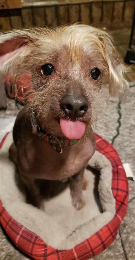 Oc Thith Ith Juth How My Tongue Fith In My Mouth Rchinesecrested