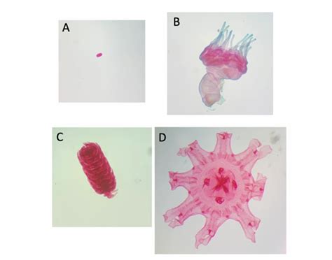 aurelia cnidarian lifecycle labeling — printable worksheet