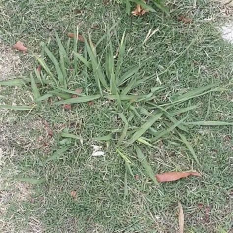 Broadleaf And Grassy Weed Identification Lawn Addicts