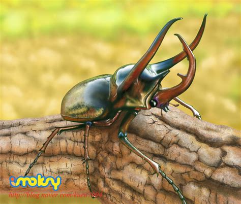 코카서스장수풍뎅이 Chalcosoma Caucasus 곤충 그림 네이버 블로그