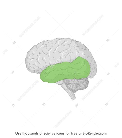 Free Brain Lateral View Temporal Lobe Icons Symbols And Images Biorender
