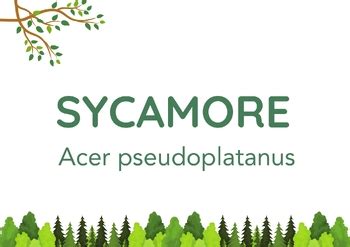 Trees Information Matching Game By Blueskyteacher TPT