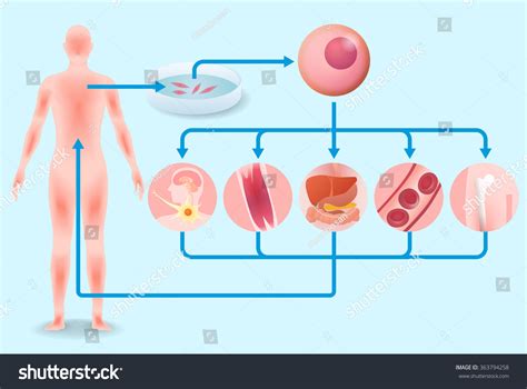 Induced Pluripotent Stem Cell Ips Cell Stock Vector Royalty Free