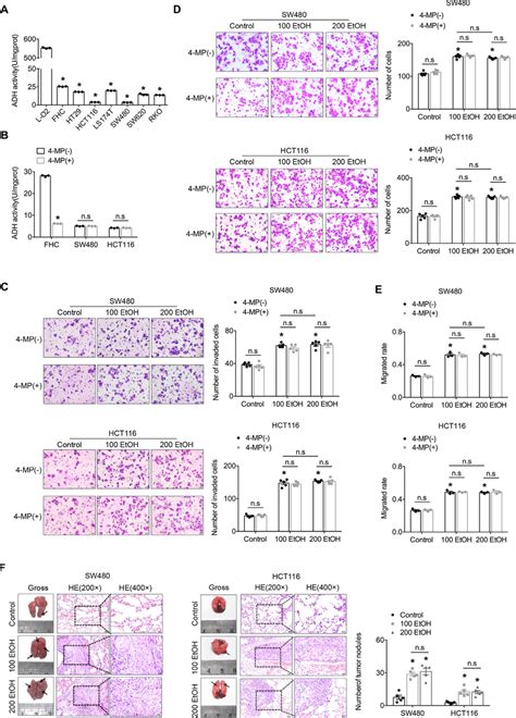 Ethanol Itself Directly Promotes The Aggressiveness Of Crc Cells A