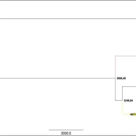 Dated Tree Estimated In Fastsimcoal Simulations The Demographic