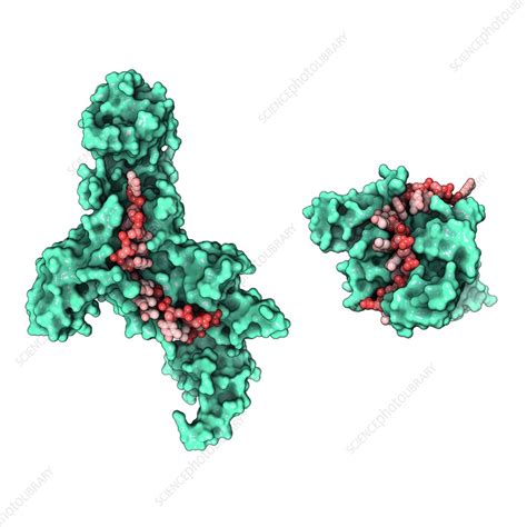 Extended Rpa Dna Filament From Pyrococcus Abyssi Illustration Stock