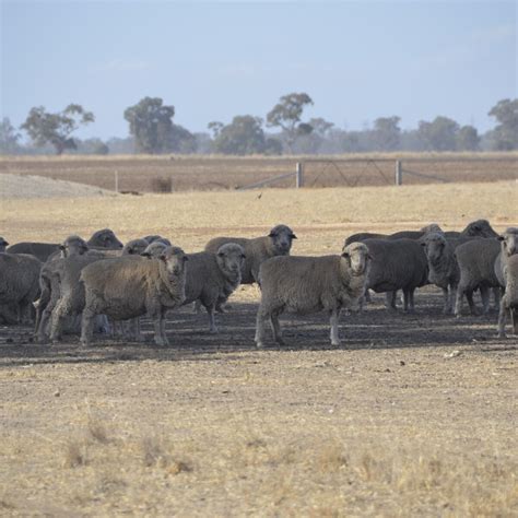 Panic Grasses Can Kill Lambs Seymour Telegraph