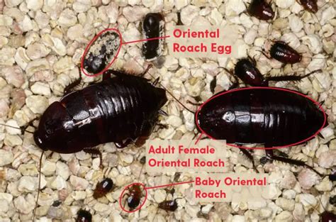 Oriental Cockroach Aka Waterbug Pests Or Not Apb