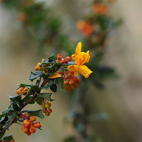 The rare Helios 44M-7