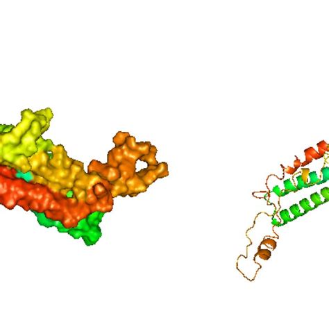 Tertiary Structure Of The Designed Vaccine Candidate A Surface View Download Scientific