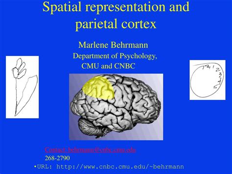 Ppt Spatial Representation And Parietal Cortex Powerpoint Presentation Id1814711