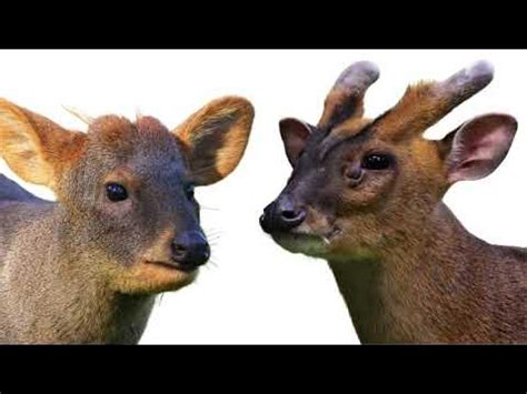 Reeves Muntjac Vs Southern Pudu Youtube