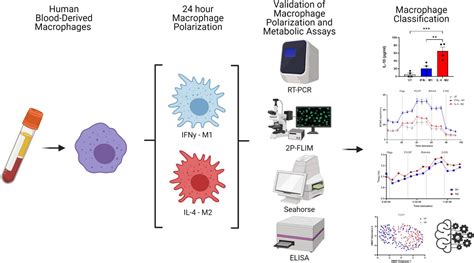 A Novel Machine Learning Method For Classifying Macrophages Could Facilitate The Development Of