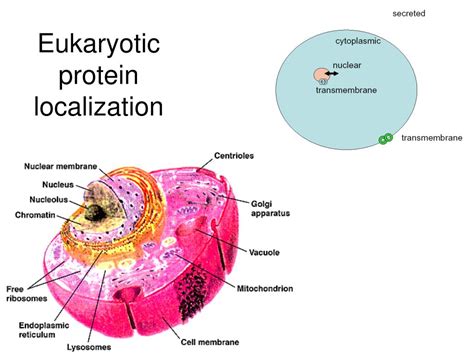 Ppt Predicting Cellular Localization Powerpoint Presentation Free Download Id4185499
