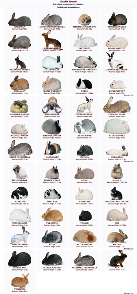 Les 64 Meilleures Images Du Tableau Rabbit Breeds Sur Pinterest Races