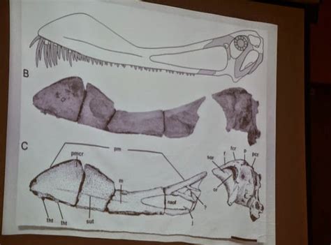 Maaradactylus Pictures And Facts The Dinosaur Database
