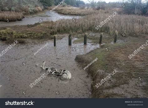 Computer Rendered Illustration Skeleton Mud Stock Illustration