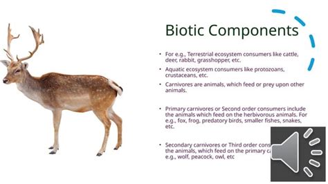 Ecosystem Its Structure And Functions Ppt