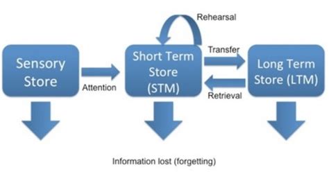 Multi-store model of memory (MSM) Flashcards | Quizlet