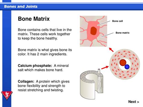 What Is Bone Matrix Composed Of At Donald Hammond Blog