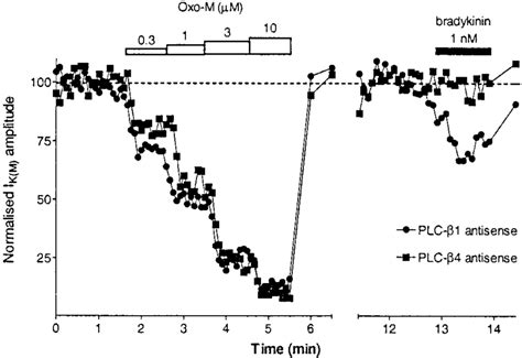 Time Course Of Normalized I Km Amplitude During Cumulatively