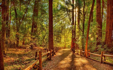 Droga Las Promienie S O Ca