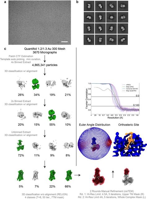 Cryoem Data Processing For Sp Nk1r Minigs399 Complex A Representative Cryoem Data Processing For Sp Nk1r Minigs399 Complex A Representative