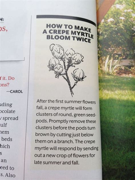 How To Make A Crepe Myrtle Bloom Teice Crepe Myrtle Summer Flowers Outdoor Plants