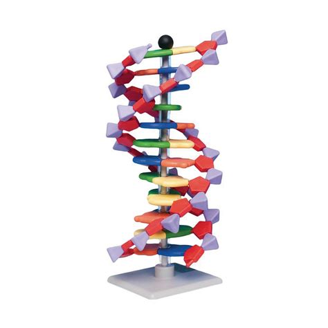 Mini Dna 11 Layer Molecular Model Kit Philip Harris Mini Dna 11 Layer Molecular Model Kit Philip Harris