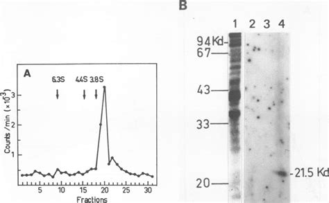 Physical Properties Of The Purified DNA Binding Protein Download Scientific Diagram
