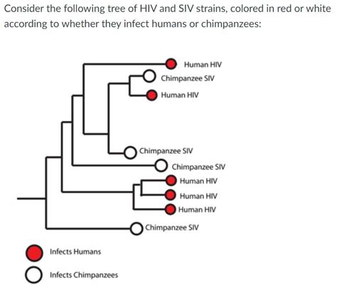 Solved Using Maximum Parsimony Ancestral State