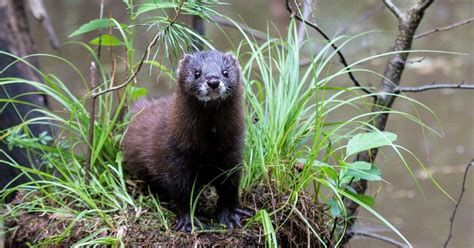 Loodusrekordid Euroopa Vanim Naarits Elas Tallinnas