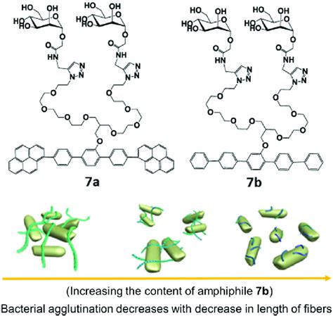 Molecular Structures Of Amphiphiles 7a And 7b And Schematic Download Scientific Diagram