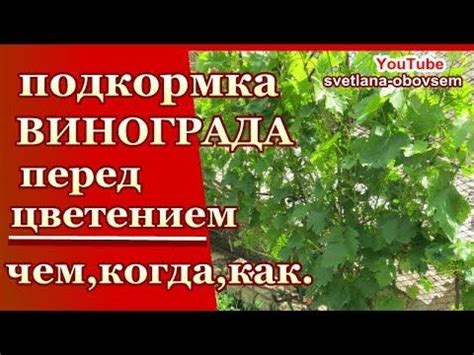 ПОДКОРМКА ВИНОГРАДА ПЕРЕД ЦВЕТЕНИЕМ ПОД КОРЕНЬ ,ПО ЛИСТУ ДЛЯ ЛУЧШЕГО ...