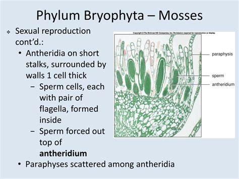 Ppt Introduction To The Plant Kingdom Bryophytes Powerpoint Presentation Id 2130915