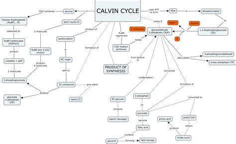 Calvin Cycle Concept Map