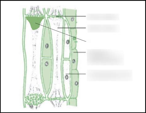 Diagram Of A Level Biology Phloem Cells And Translocation Topic 4