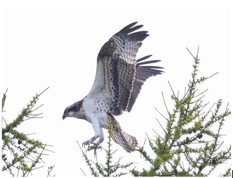 Uk Osprey Information