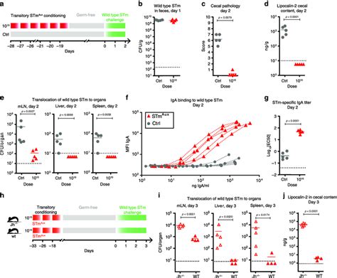 Intestinal Conditioning Of Gf Mice With Stm Aux Induces B Cell Download Scientific Diagram