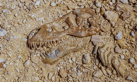 Researchers Have Found The Most Perfectly Preserved Dome Headed